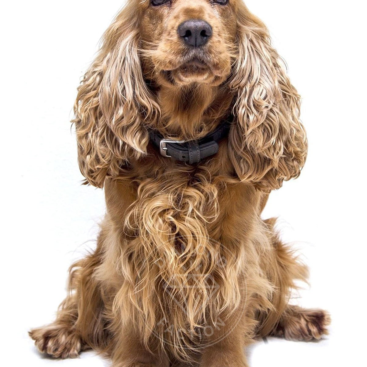 Broderie Diamant - Chien Cocker | Diamond Faction